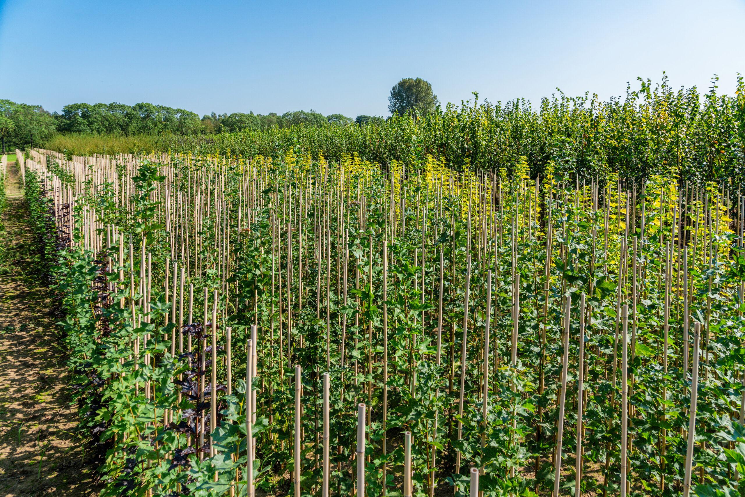 Whip Nursery | Peterse Boomkwekerij