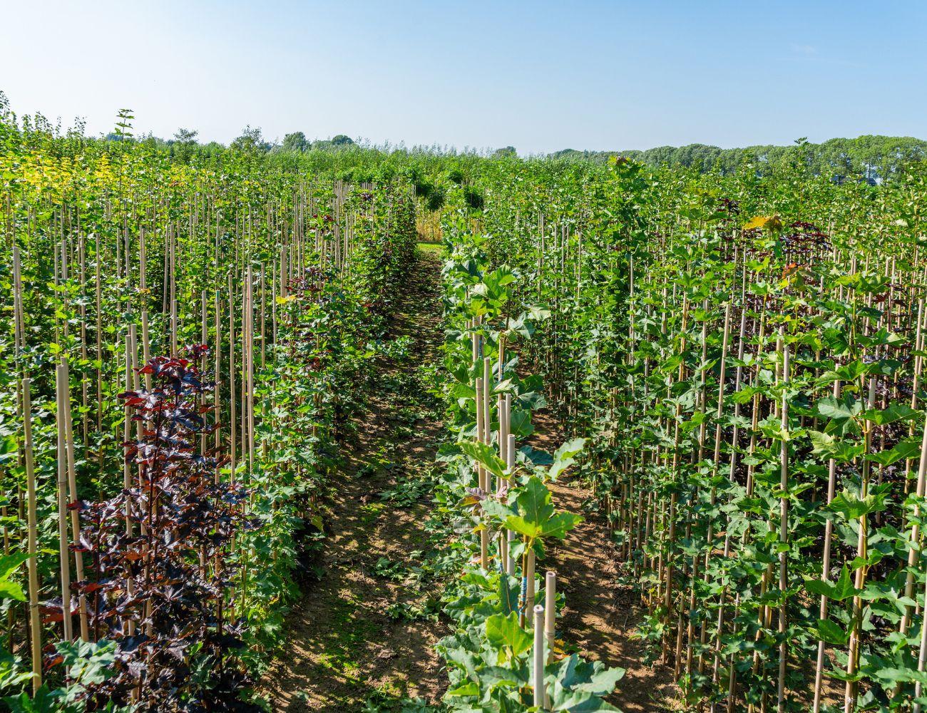 Sierbomen spillen | Peterse Boomkwekerij