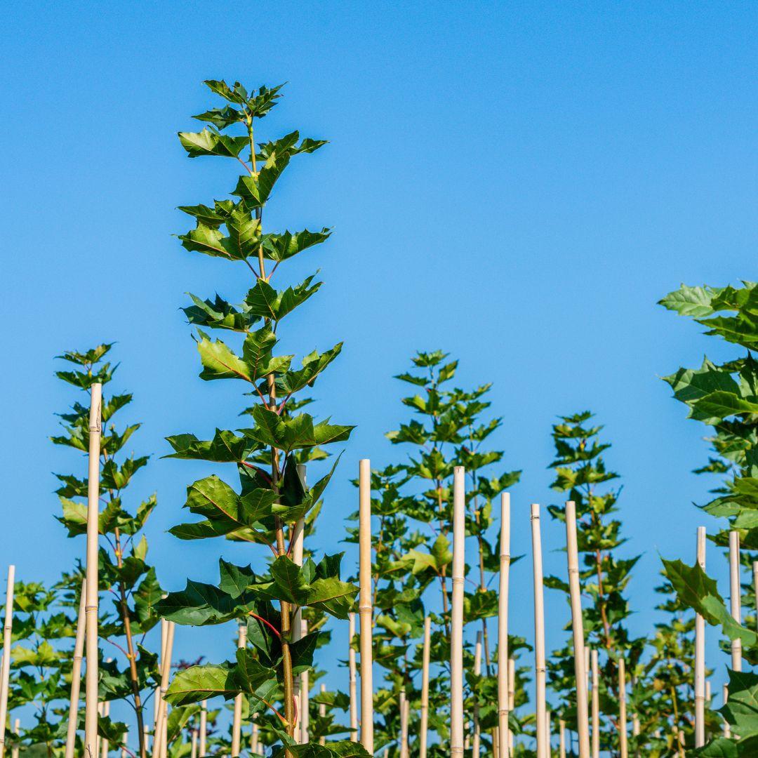 Kwekerij export laanbomen | Peterse Boomkwekerij