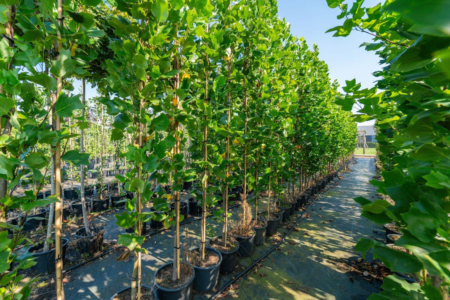 Delivery of pleached trees to landscapers and green-space contractors